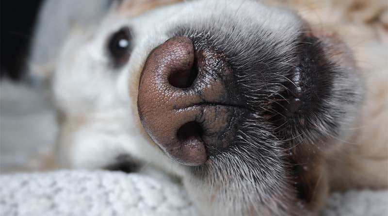 Why are Dogs' Noses Wet? | Puppington