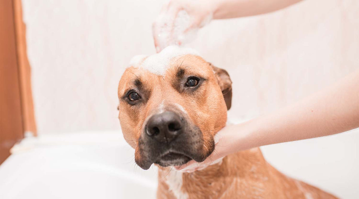 How to Groom Your Dog in 10 Easy Steps | Puppington
