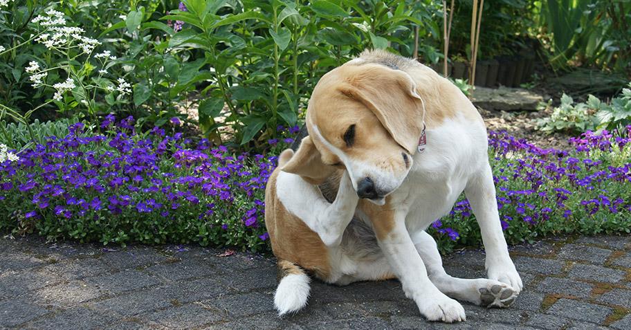 How to Treat Dry, Itchy Dog Skin and Stop Dog Scratching | Puppington